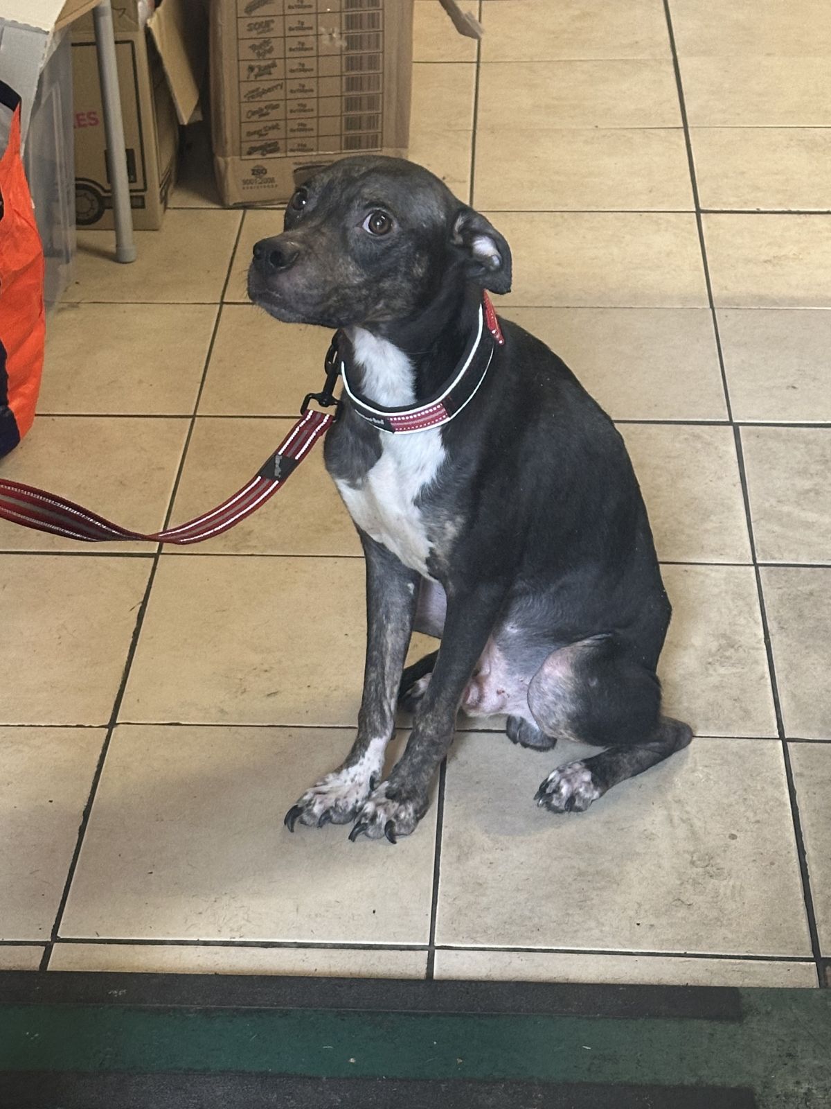 'Sorry for resorting to this' - Dog abandoned with note on the Wirral